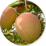 Mango Origin | Mango Benefits | Mango Production in India | India Mango ...