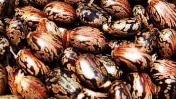 Castor crop in major growing areas of Gujarat is in flowering stage