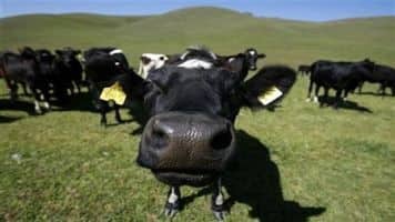 Maha bans sale, possession of beef; imposes Rs 10K fine- Moneycontrol.com