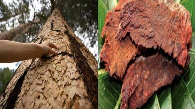 अर्जुन की छाल से कोलेस्ट्रॉल समेत कई बीमारियां भागेंगी दूर, जानिए कैसे ...