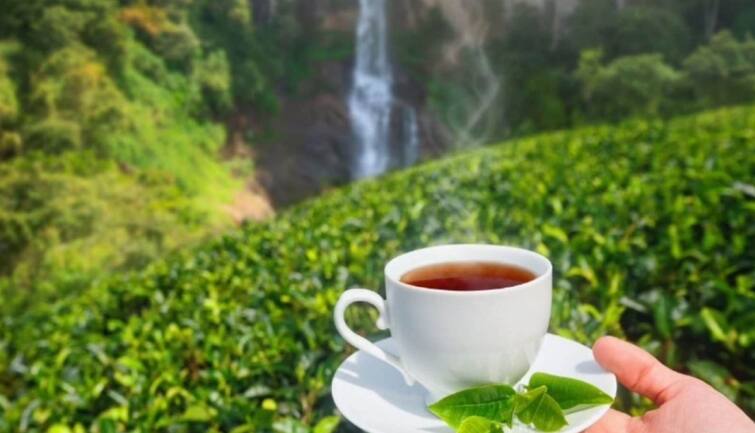 ईरान ने भारत से चाय और बासमती खरीदना किया बंद, क्या हिजाब विरोधी आंदोलन ...