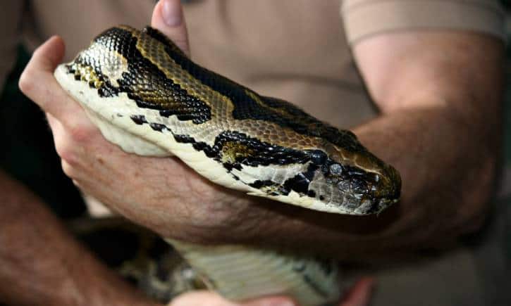 Viral Python: 23 फीट के अजगर ने किसान को निगला, ऐसे बाहर निकाला शव ...