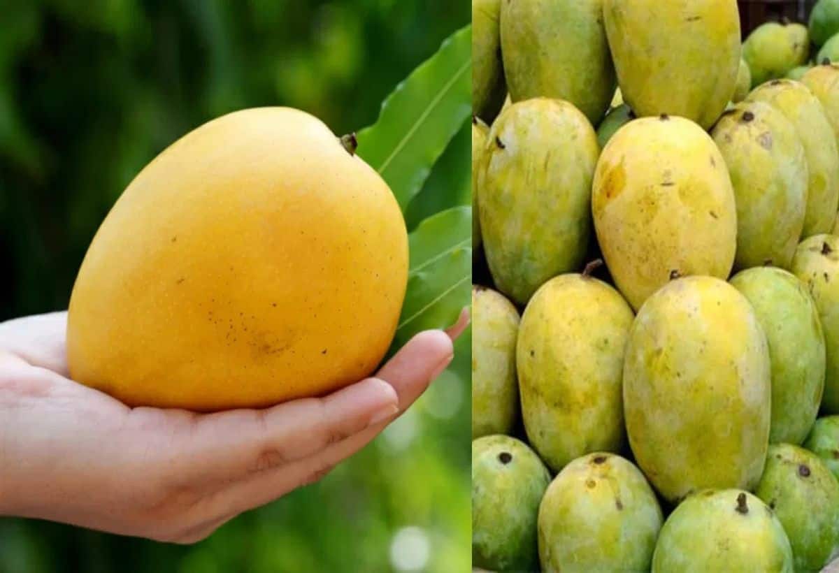 Dudhiya Maldah: आम के इस पेड़ की सिंचाई कभी दूध से होती थी, 33 देशों ...