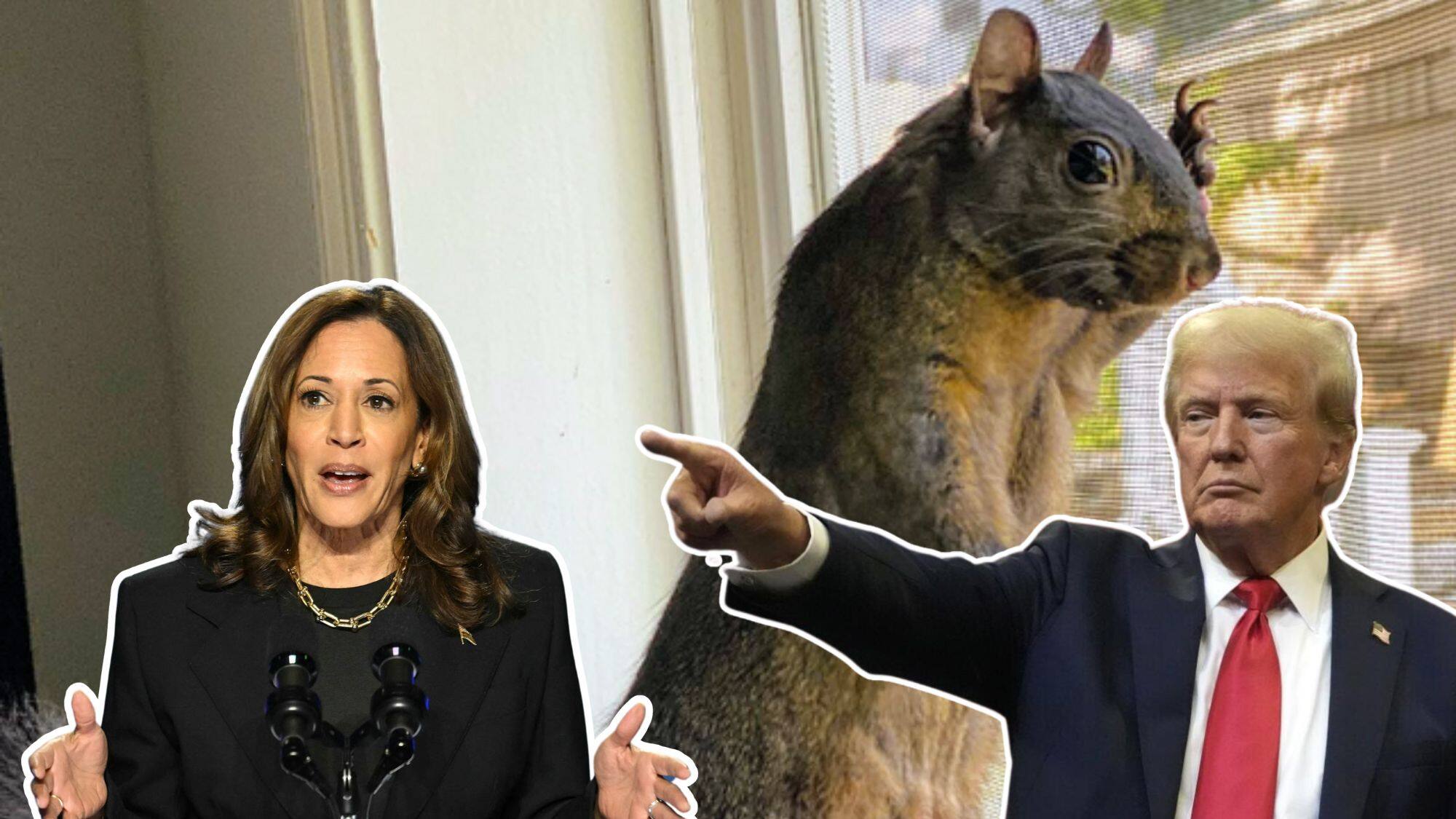 Peanut Squirrel: एक गिलहरी की मौत कैसे बना अमेरिकी राष्ट्रपति चुनाव का मुद्दा? ट्रंप और कमला ...