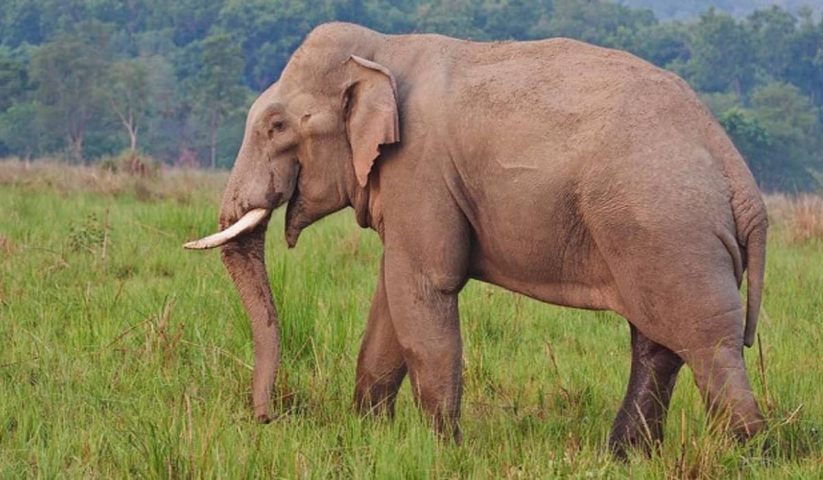 Odisha: जंगली हाथी ने दो बहनों को कुचला, दर्दनाक मौत, मचा हड़कंप ...