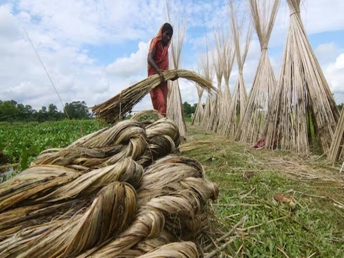 Cabinet Decisions: जूट उत्पादकों को सरकार का तोहफा, कच्चे जूट का MSP 6% ...