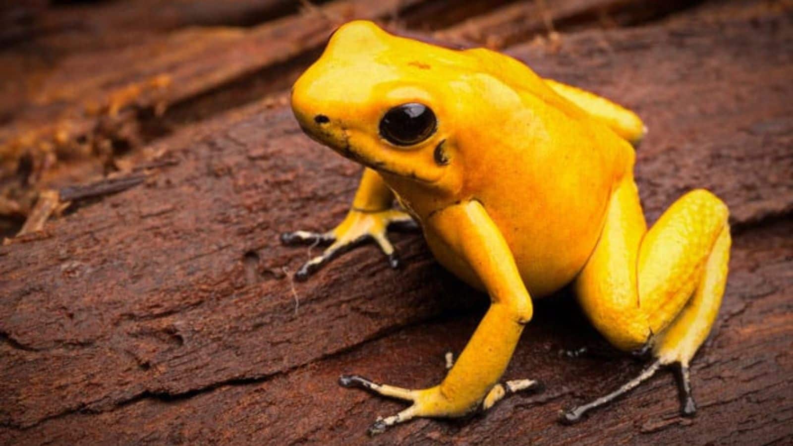 Golden Poison Frog: देखने में प्यारा, पर छूने से हो सकती है दर्दनाक मौत ...