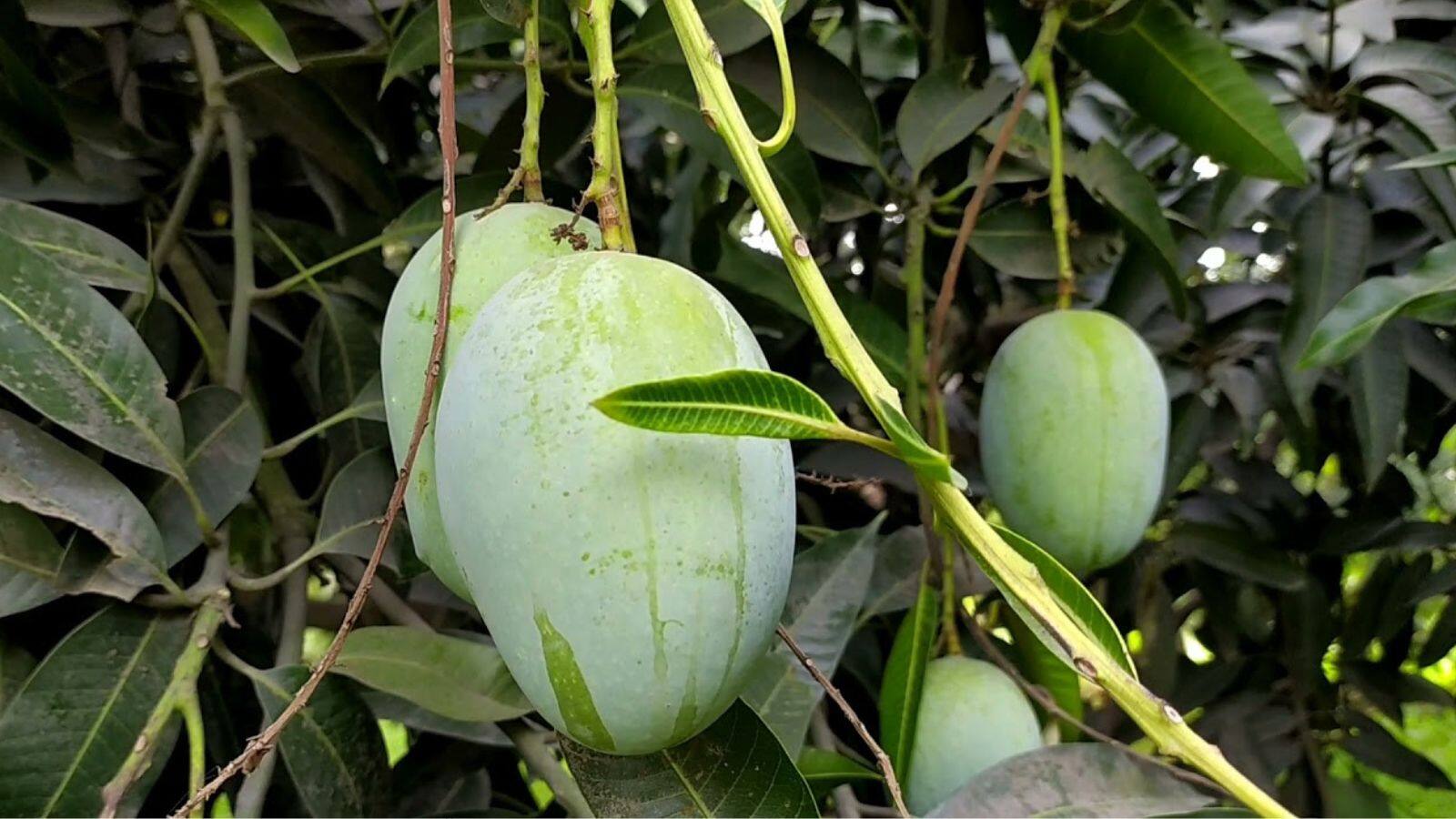 Langda mango: नाम सुनते ही सब हंसते हैं, लेकिन ‘लंगड़ा आम’ की कहानी सुनकर चौंक जाएंगे! - langda ...