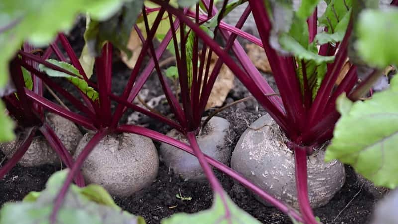 Beetroot Plant: क्या आप भी घर के गमले में उगाना चाहते चुकंदर, तो इन आसान टिप्स को कर लें फॉलो ...