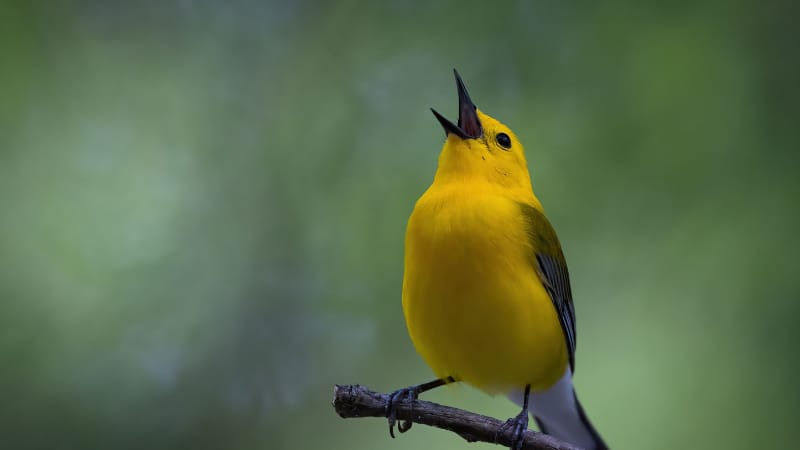 Unseen Birds: ऐसे रहस्यमय पक्षी जिन्हें आप सुनते तो हैं लेकिन शायद कभी ...