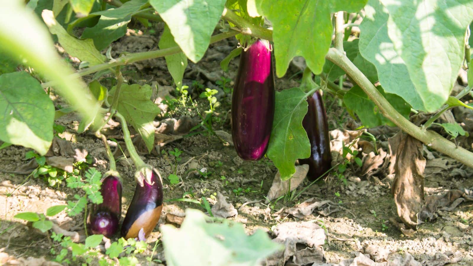 Brinjal farming: इस खास बैंगन की खेती से बदल गई किसान की किस्मत, बाजार ...