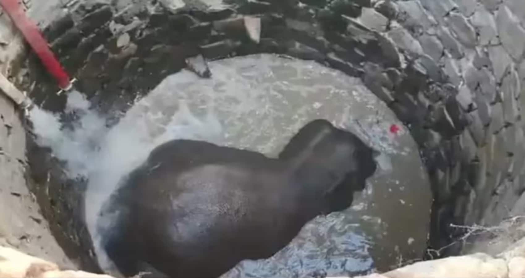 Odisha Elephant Rescue: 30 फीट गहरे कुएं में गिरा हाथी, आर्किमिडीज के ...