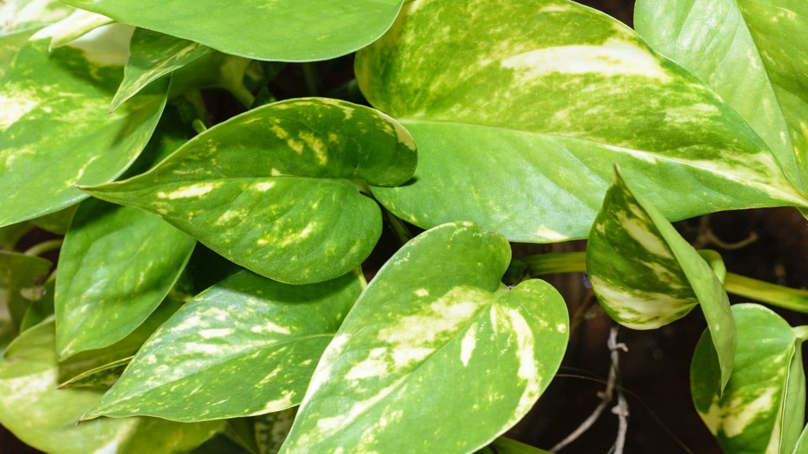 Money plant care tips: मनी प्लांट की पत्तियां हो रही हैं पीली? कहीं आप ...