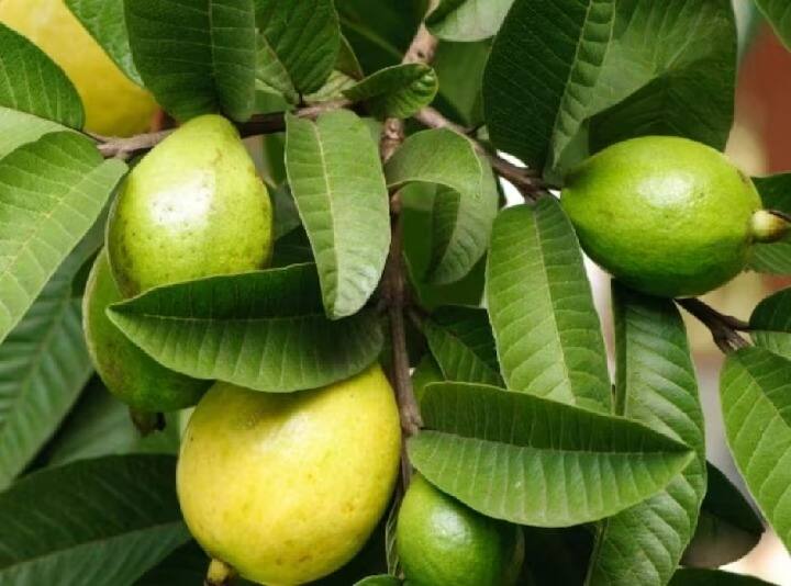 Guava Leaves Benefits: જામફળ તો ઠીક પણ તેના પાન ખાવાથી પેટ થઈ જશે એકદમ ...