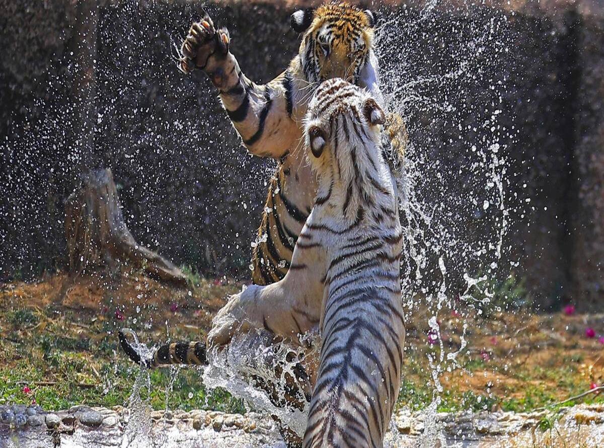 Tiger Deaths in India: ચિંતાજનક! 2025માં ભારતમાં 166 વાઘના મોત, 'ટાઈગર ...