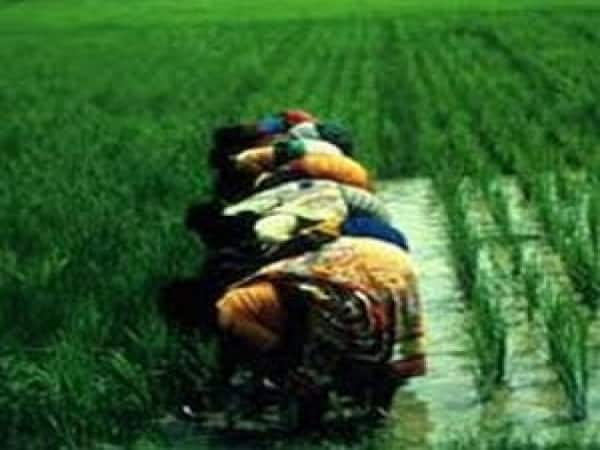 Budget 2020: Structural change needed to deal with persistent rural ...