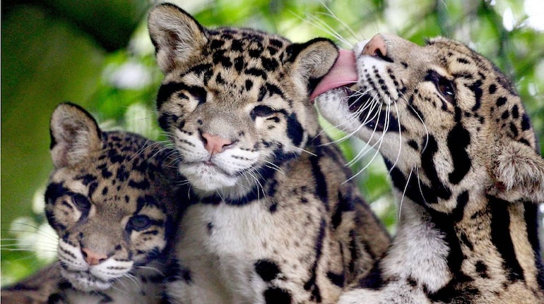'Mizoram has highest number of clouded leopards in Southeast Asia'