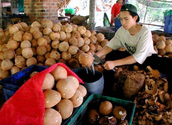 India exported coconut products worth Rs 2,084 cr in FY17