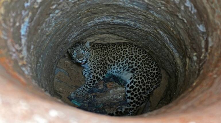 Untrained forest staff, delayed compensation behind rise in leopard ...