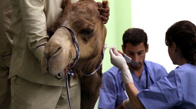 Dubai opens one of its kind Rs 70 crore hospital just for camels
