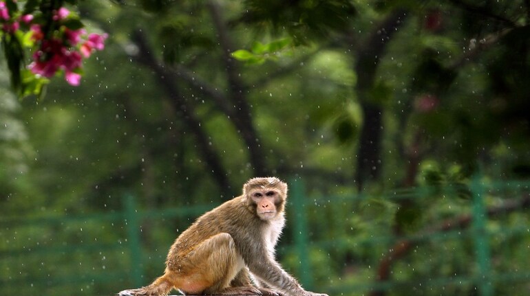 From a petrol-sniffing monkey to 'celibate' peacocks: The weirdest ...