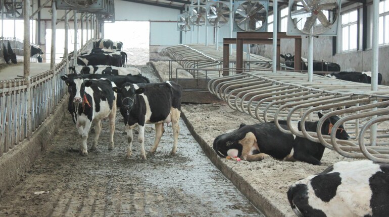 Web version of e-GOPALA app unveiled to aid dairy farmers