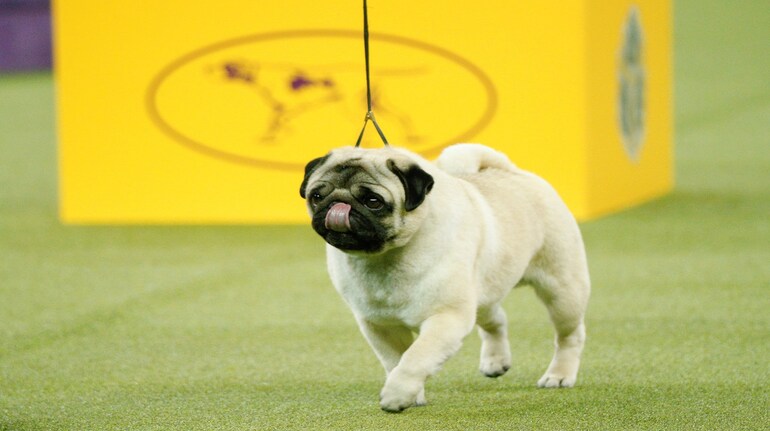 Mumbai pug gets high-tech glucose monitor to manage diabetes, vet says ...