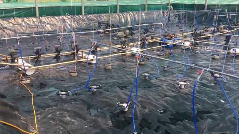 Major plan to drive shrimp production up in country