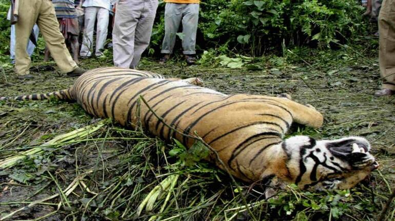 India lost 14 tigers in poaching in 2019, reveals RTI reply