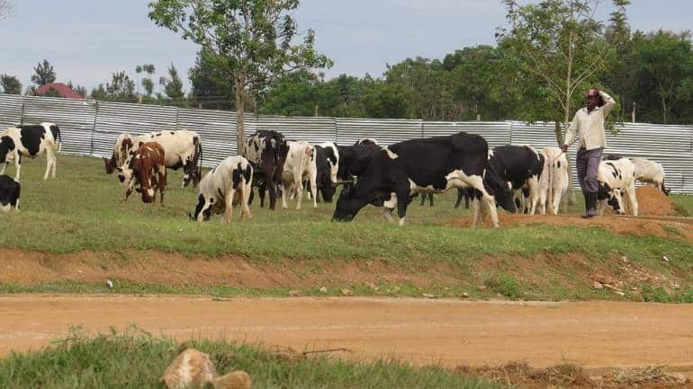 Army to give up cows in military farms for Rs 1,000 each
