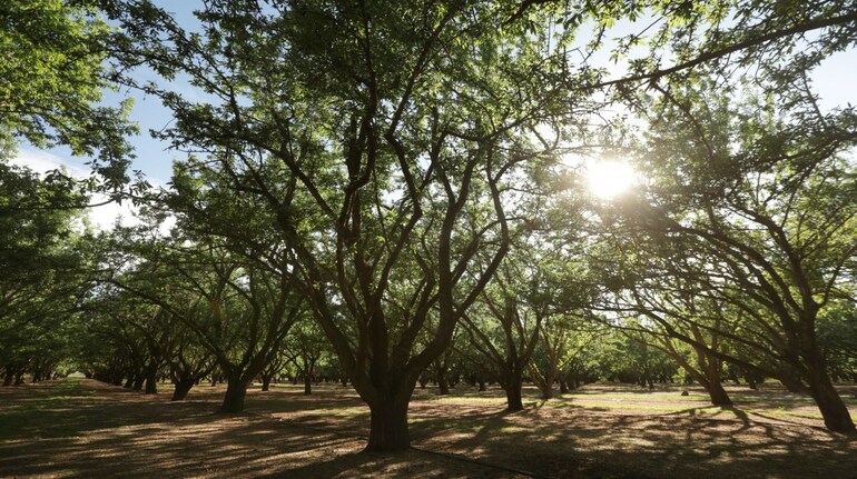 Odisha govt saved 700 trees by switching over to paperless budgeting ...