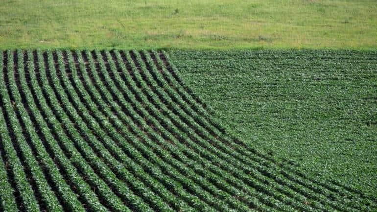 India's soybean output may rise 20% in 2018/2019: Industry official ...