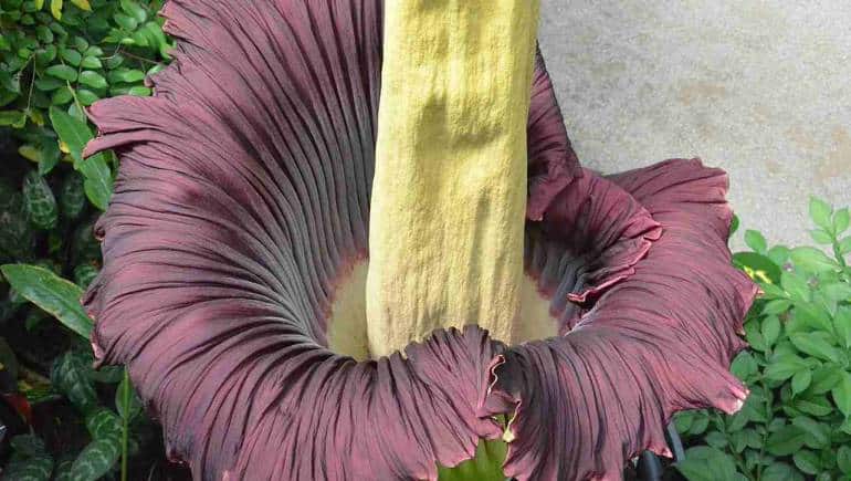 Stinky 'corpse flower' in full bloom in California