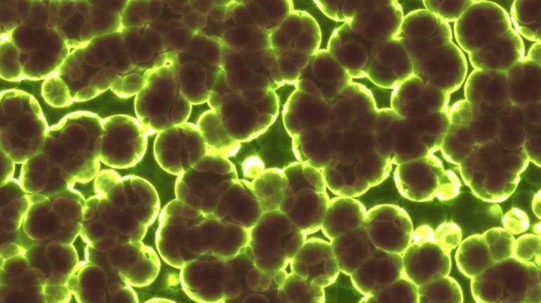 Microbes don't mutate into dangerous superbugs in space