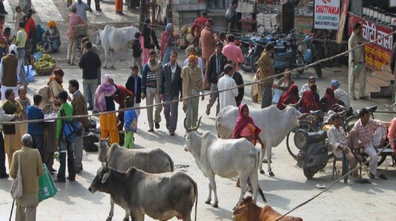 Gujarat cops book biker who died in cow collision