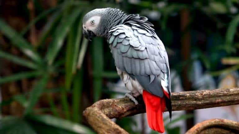 Meet Sniper: The parrot who makes Alexa play its favourite songs