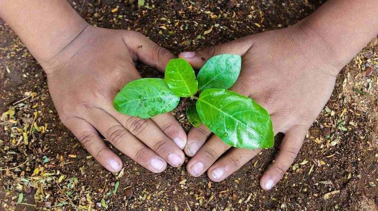 UP government to plant 7.5 lakh new saplings in Noida to improve green ...