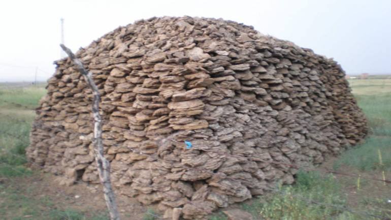 Cow excreta start-ups to get up to 60% govt funding