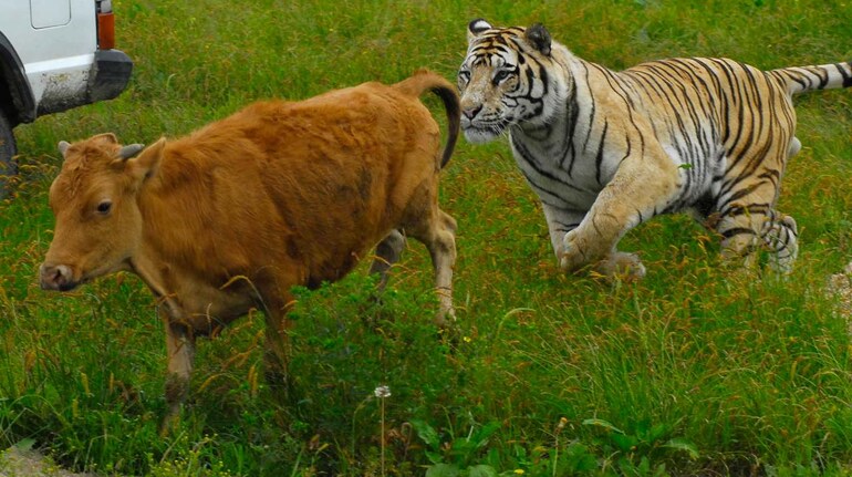 Tigers must be punished for eating cows like humans: Goa MLA
