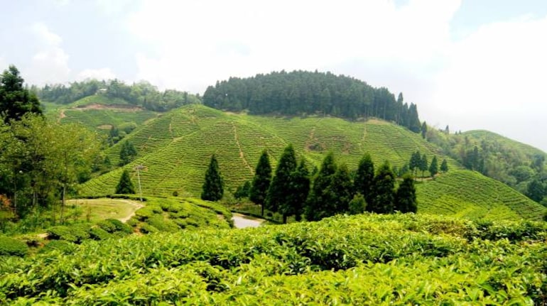 Goodricke reinvents itself with a range of exotic gourmet teas, premium ...
