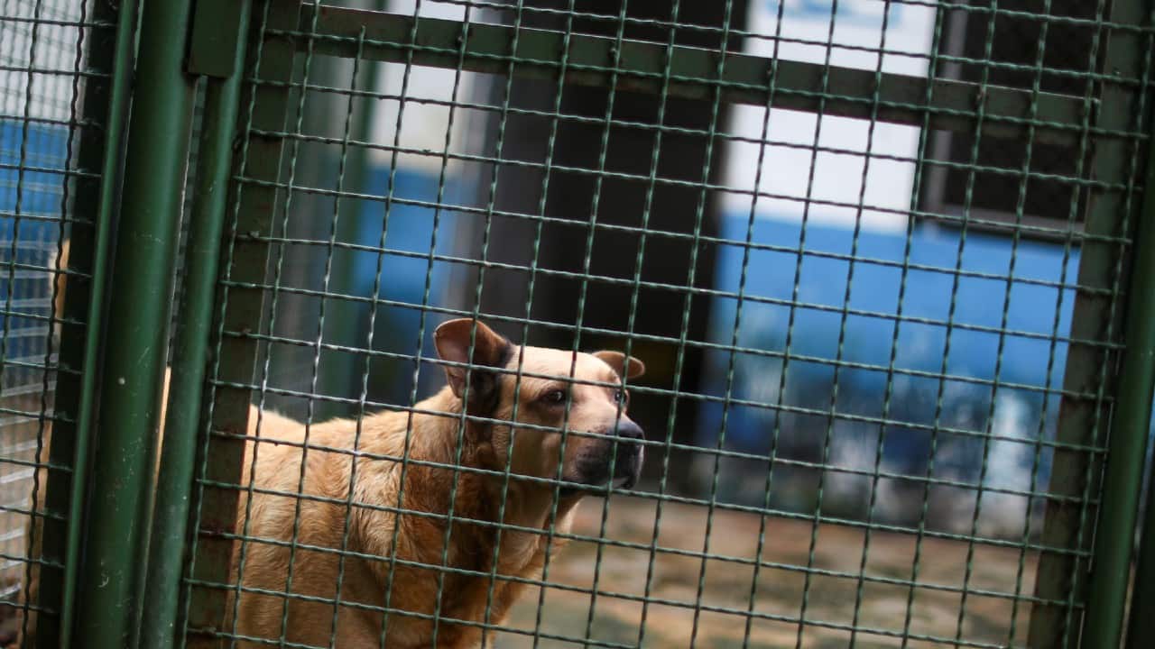 Coronavirus pandemic | Rio animal shelter delivers pets home to help ...