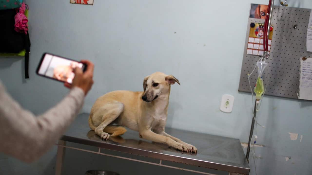 Coronavirus pandemic | Rio animal shelter delivers pets home to help ...