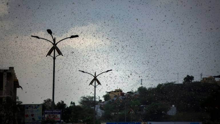 In pics | Explained: What are locusts and why are they bad news?
