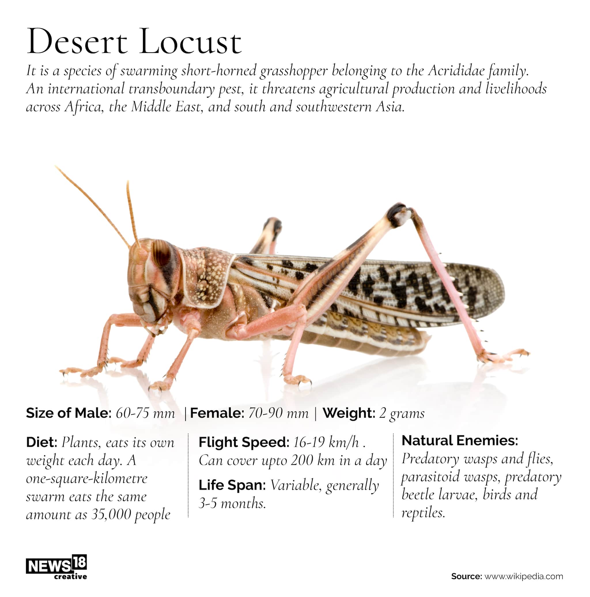 Watch | Locusts take over an entire neighbourhood in Jaipur