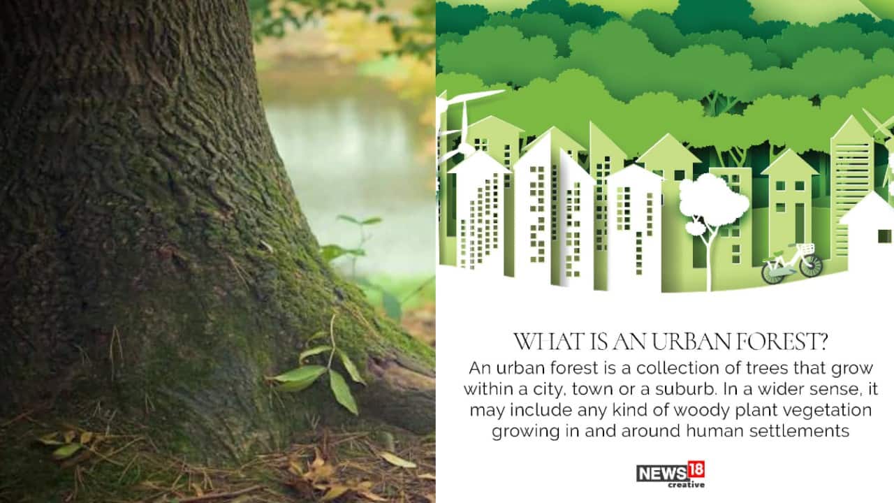 In Pics | Here's all you need to know about the Urban Forest project ...