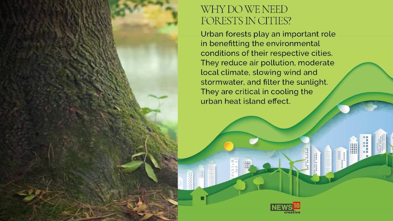 In Pics | Here's all you need to know about the Urban Forest project ...
