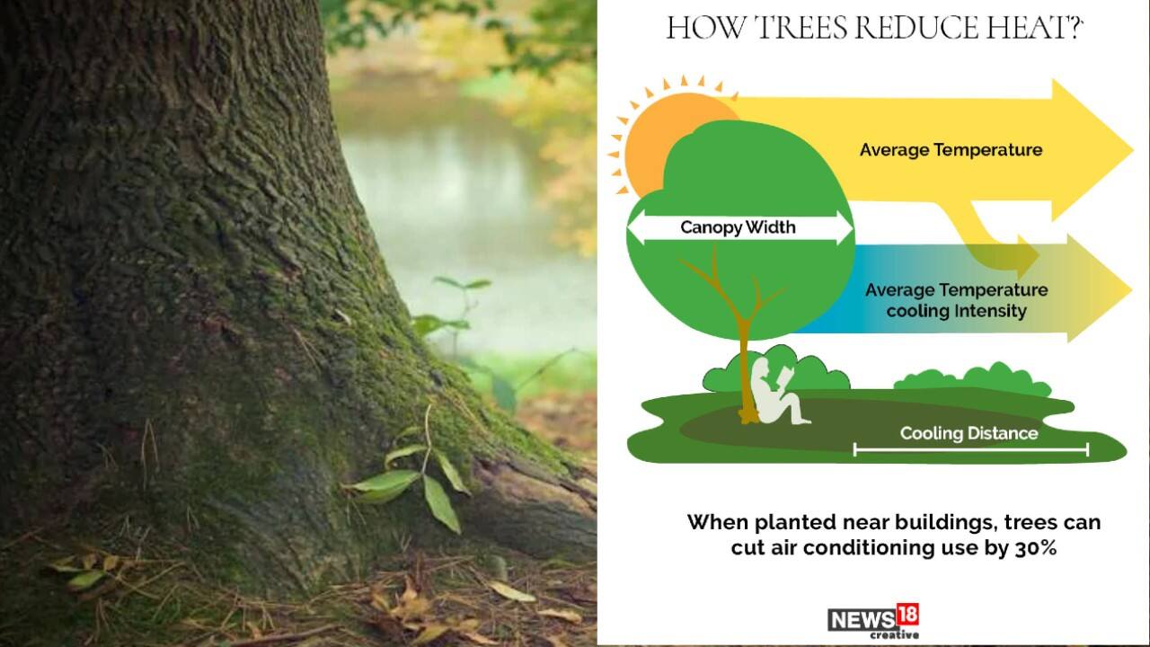 In Pics | Here's all you need to know about the Urban Forest project ...