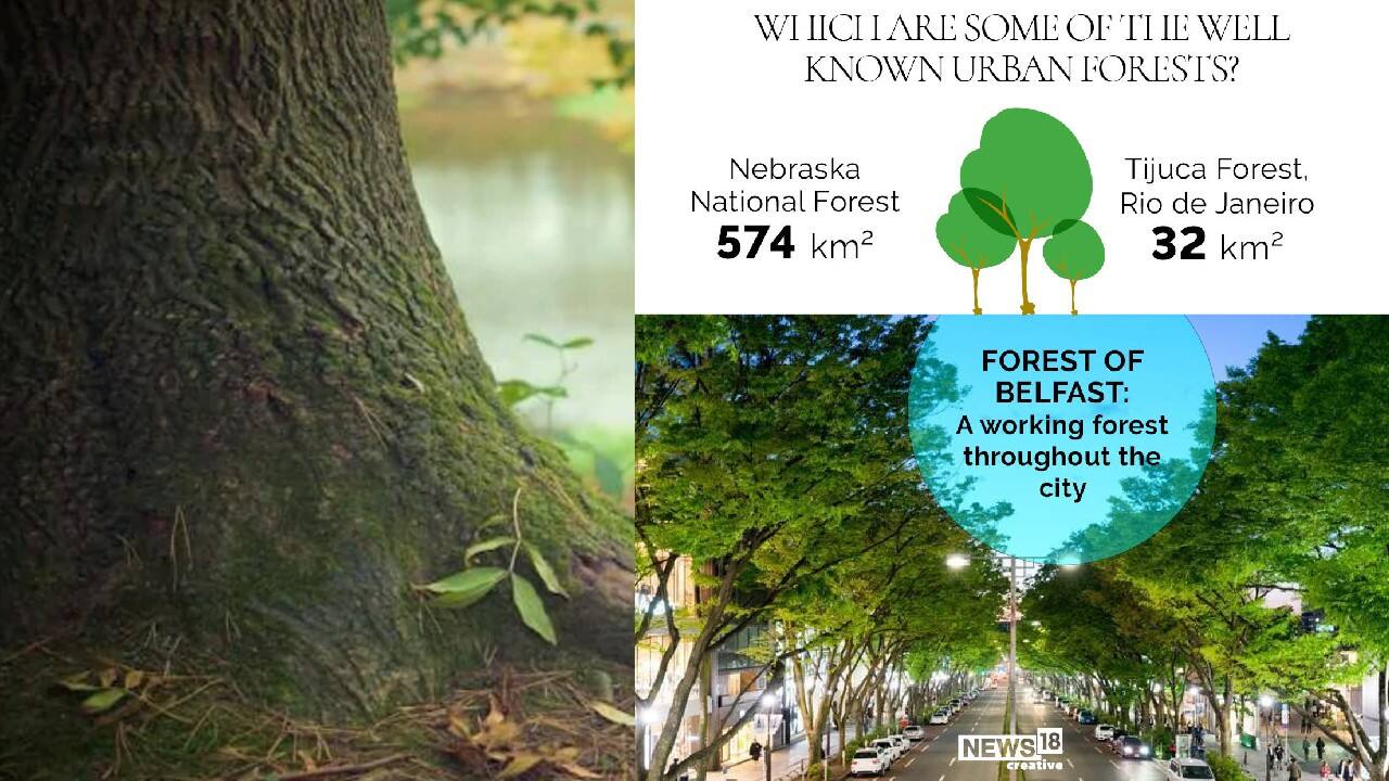 In Pics | Here's all you need to know about the Urban Forest project ...