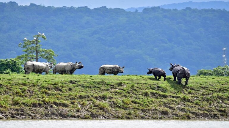 Floods Kill Scores In Indias Tea Growing Assam Nine Rhinos Drown