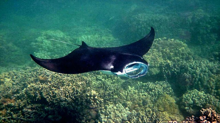 Massive, rare stingray caught in West Bengal's Digha, auctioned for Rs ...